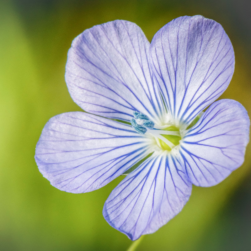 Lins - Cultivé | Association Kokopelli