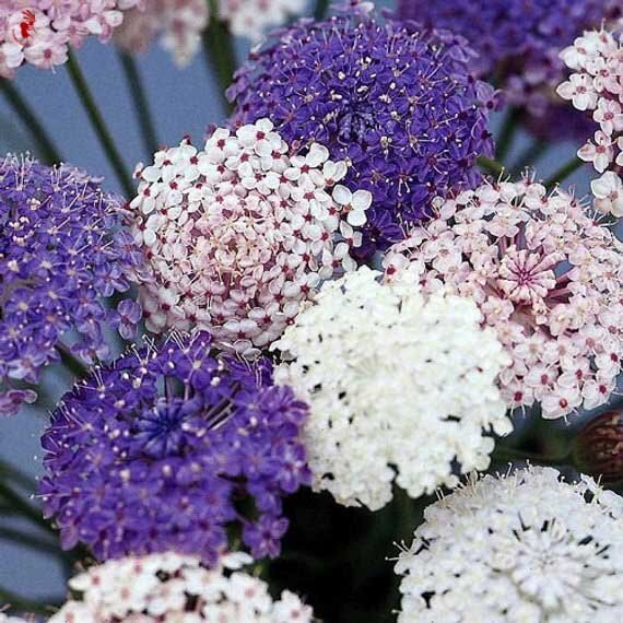 Trachymene - Lacy Mix | Association Kokopelli