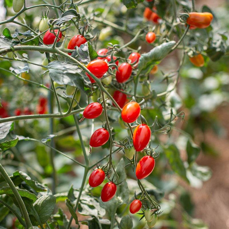 Tomate-Cerise Rouge - Komohana