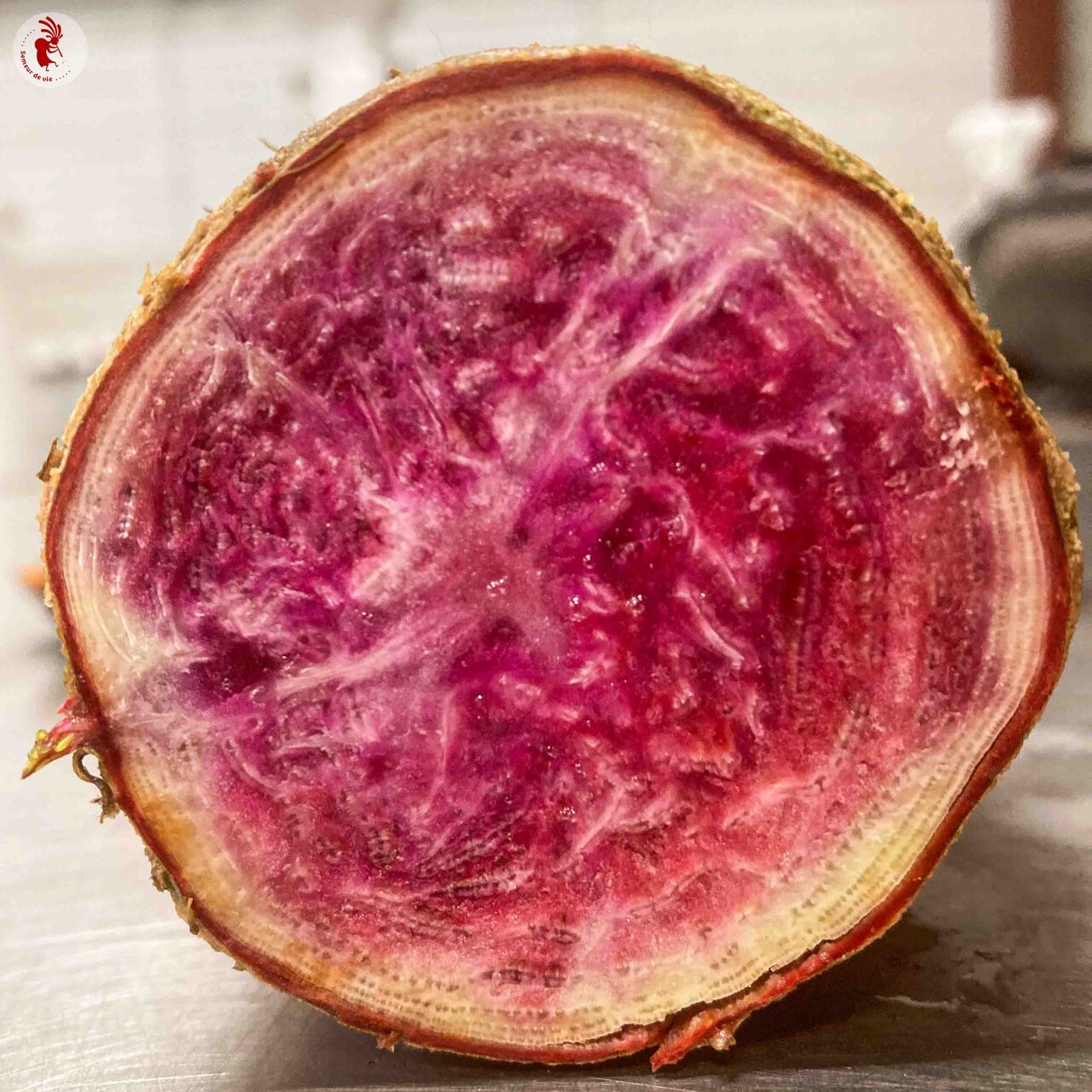 Betterave En Mélange de Couleurs - 3 Root Grex