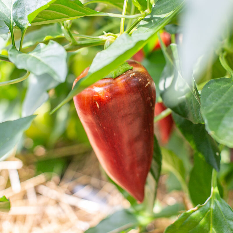 Piment Doux / Poivron - Violet Sparkle