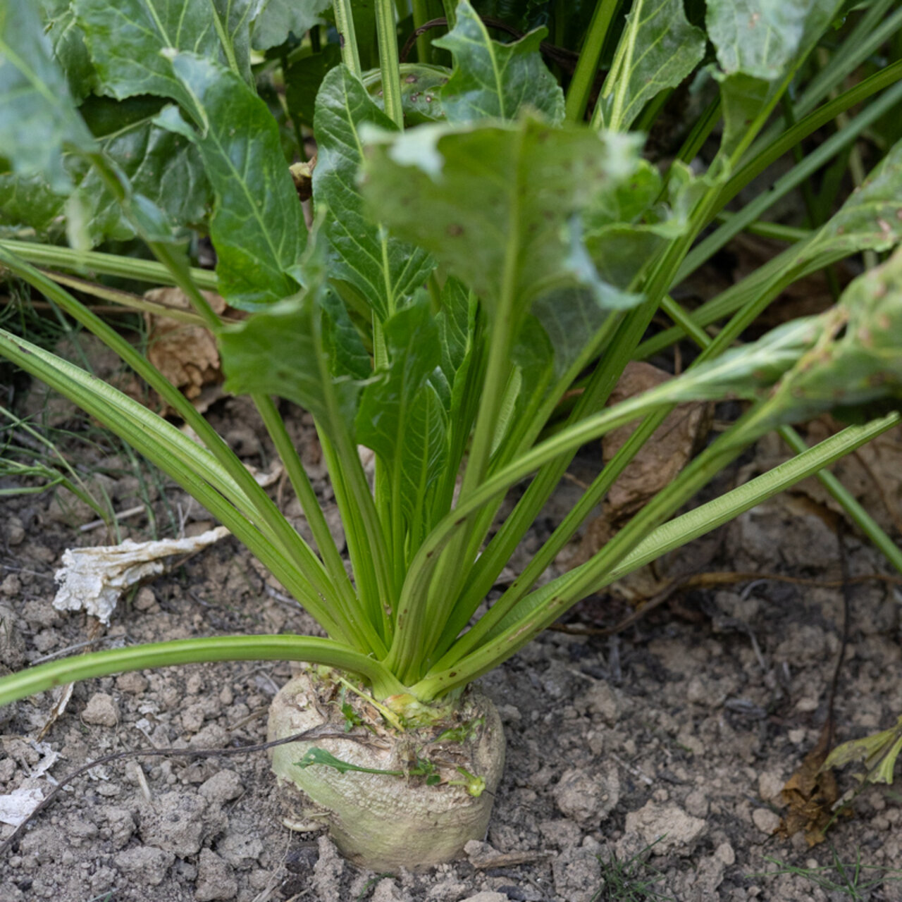 Betterave Blanche - Nesvizhskaya