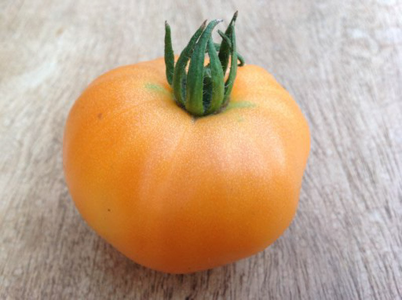 Tomate Jaune - Summer Cider Apricot