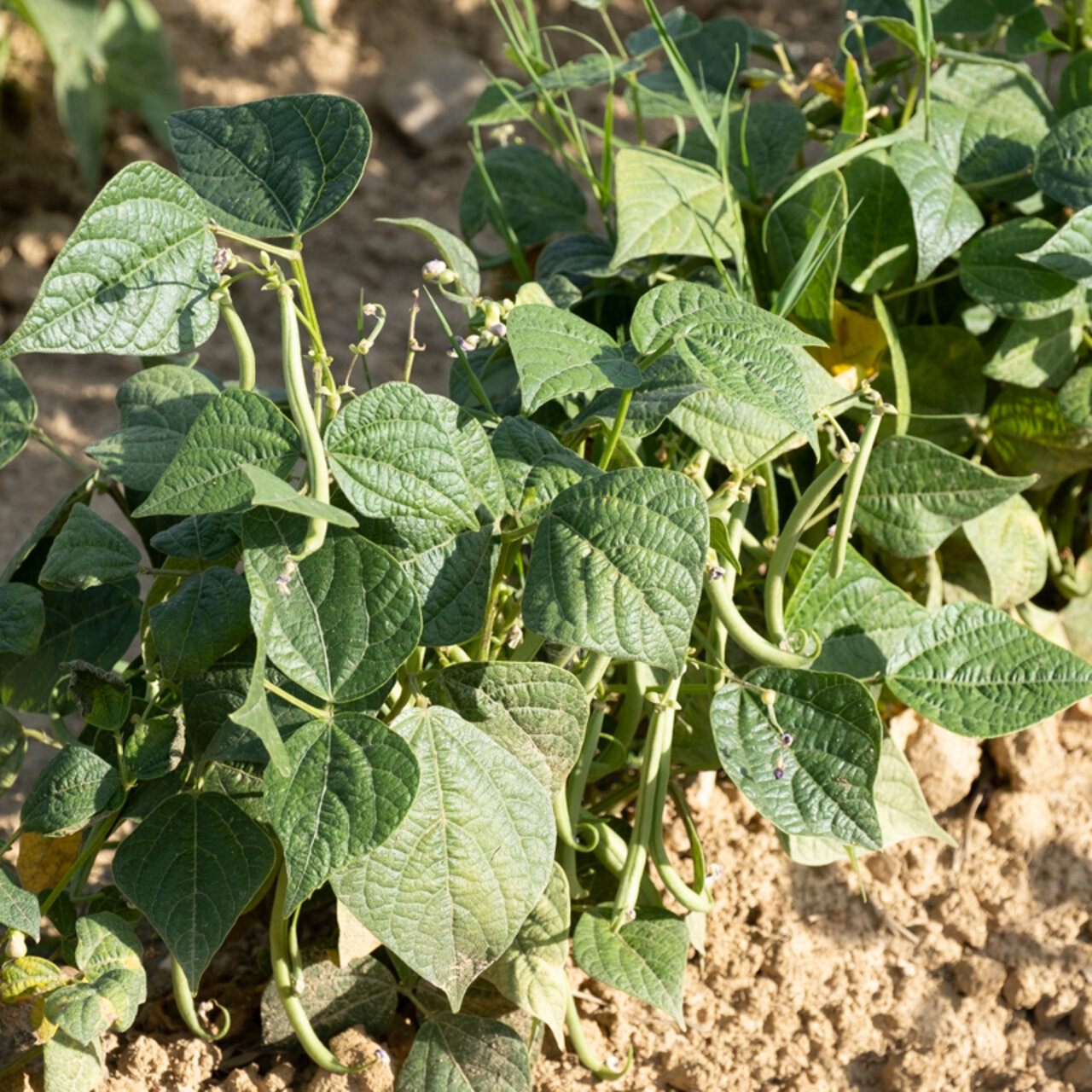 Haricot Mangetout Nain - Delinel