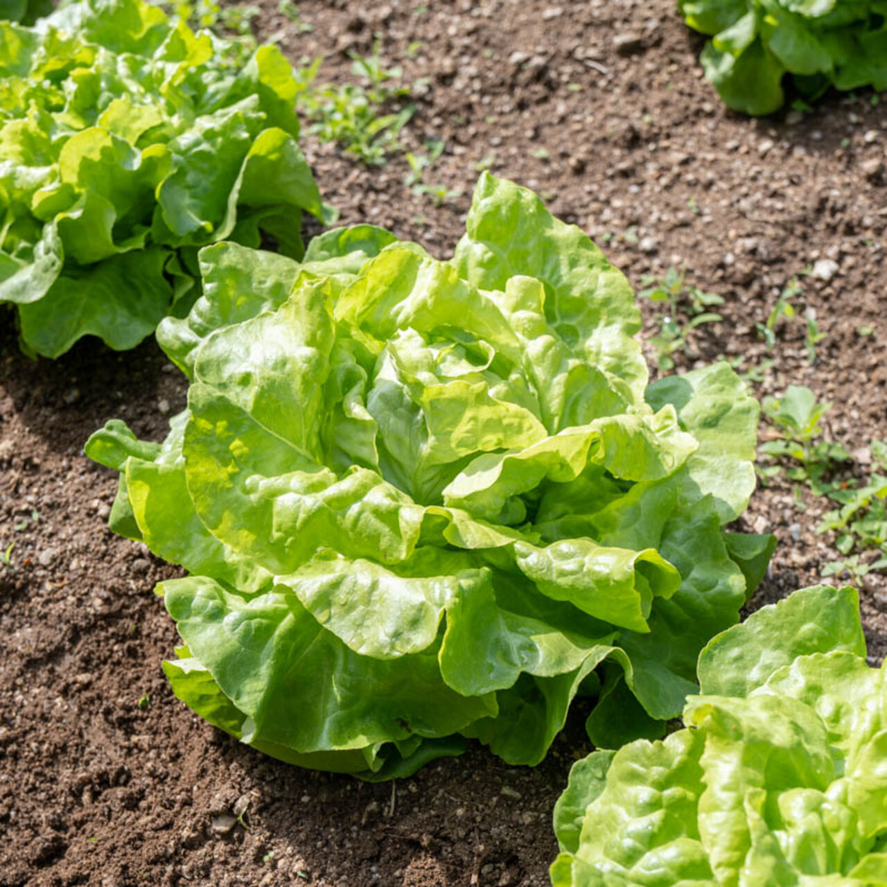 Laitue Pommée - Appia