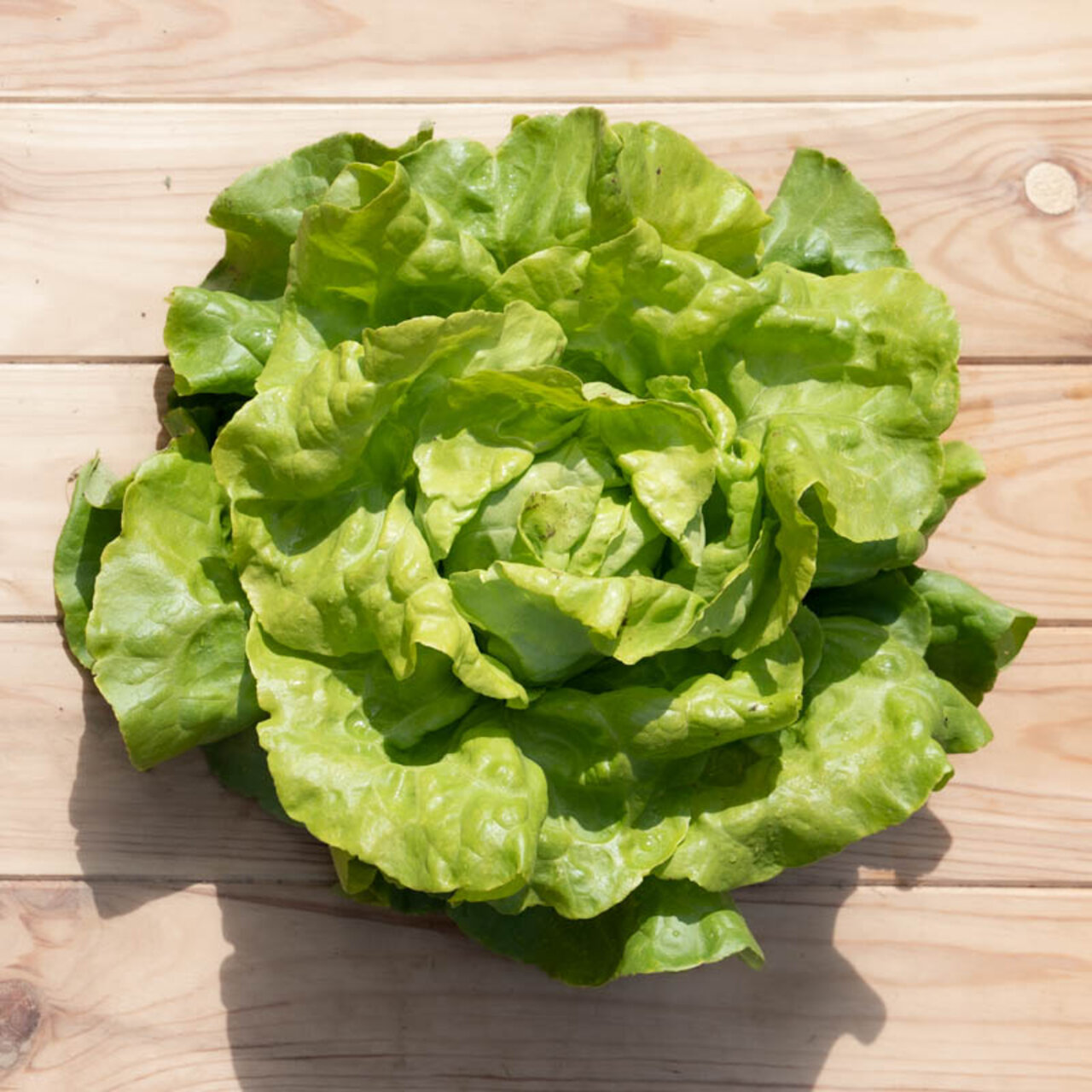 Laitue Pommée - Appia