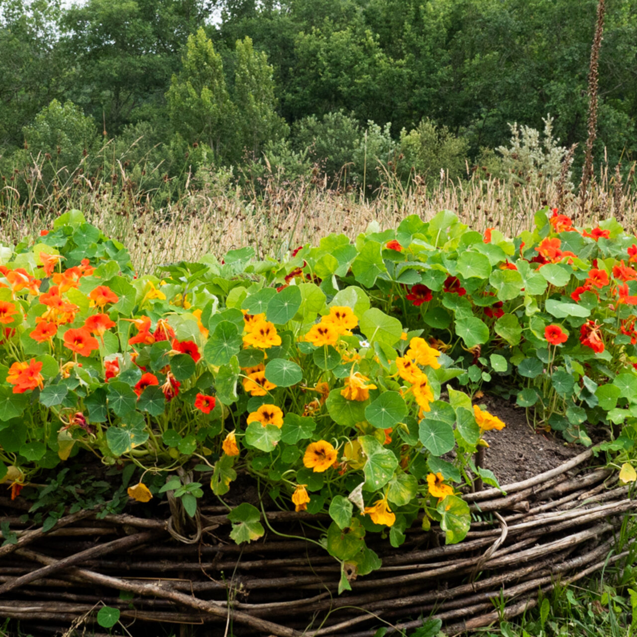 Capucines - Capucines En mélange | Association Kokopelli