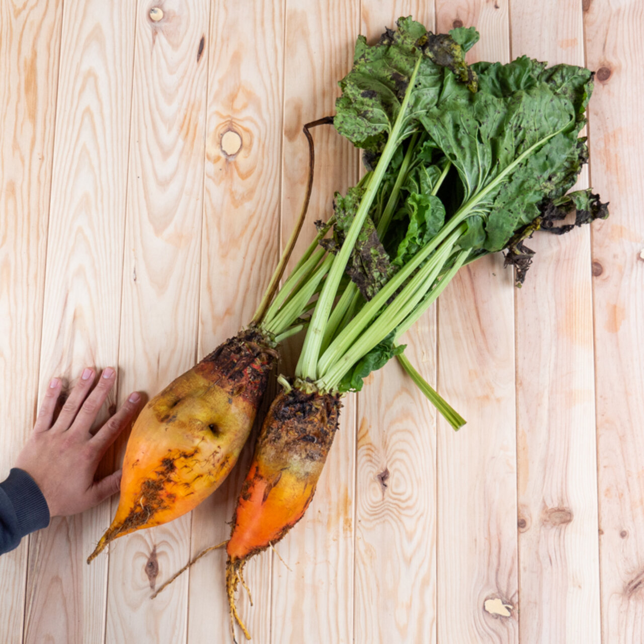 Betterave Jaune et Orange - Guldaeno