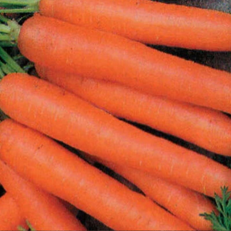 Carotte Rouge - Berlicum | Association Kokopelli