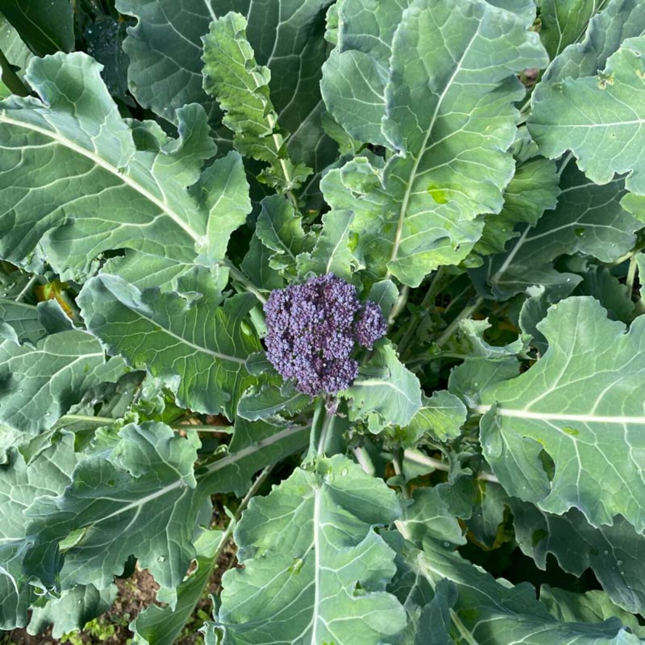 Choux brocolis - À Jets Violets