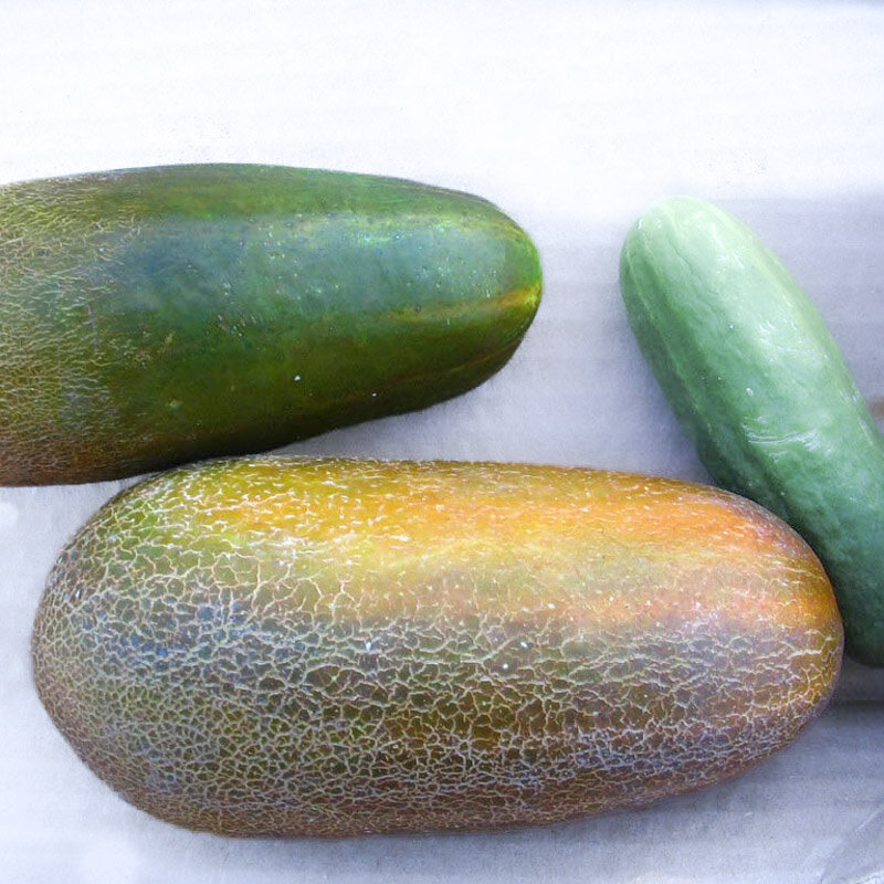 Concombres - Uzbekski | Association Kokopelli