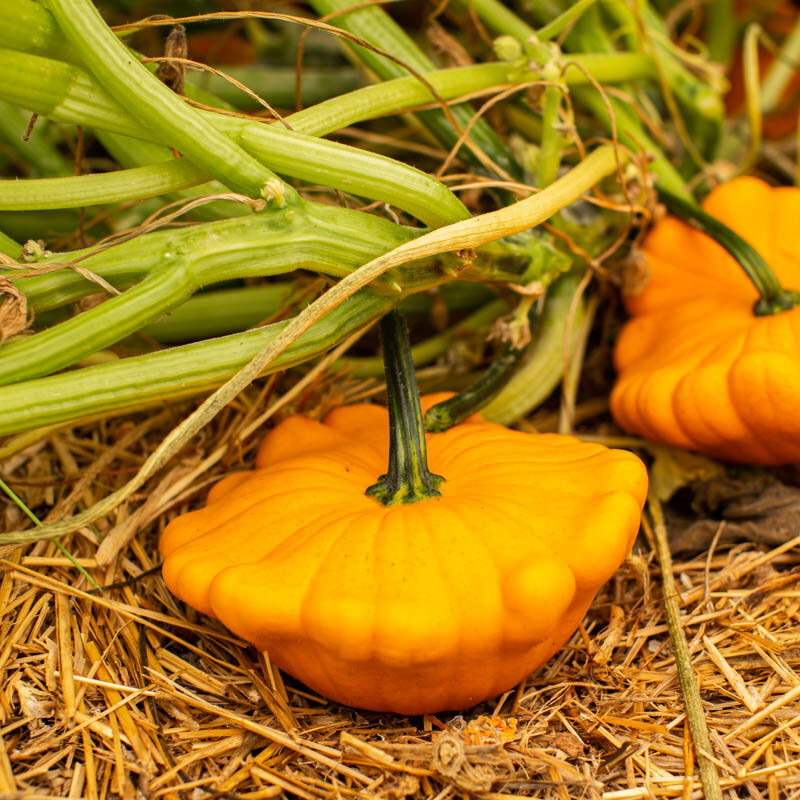 Courges pepo - Pâtisson Orange