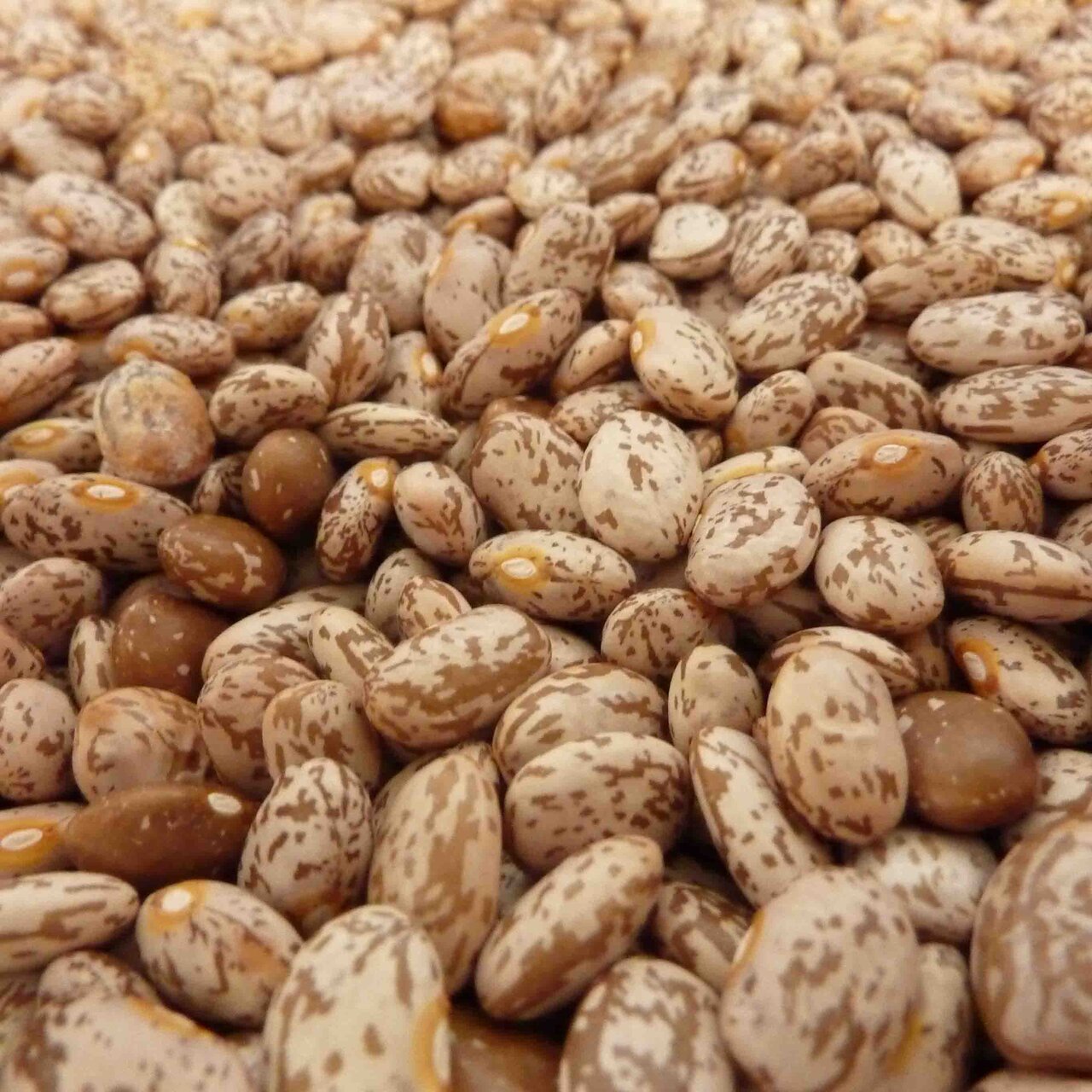 Haricot à Écosser Nain - Agate Pinto | Association Kokopelli