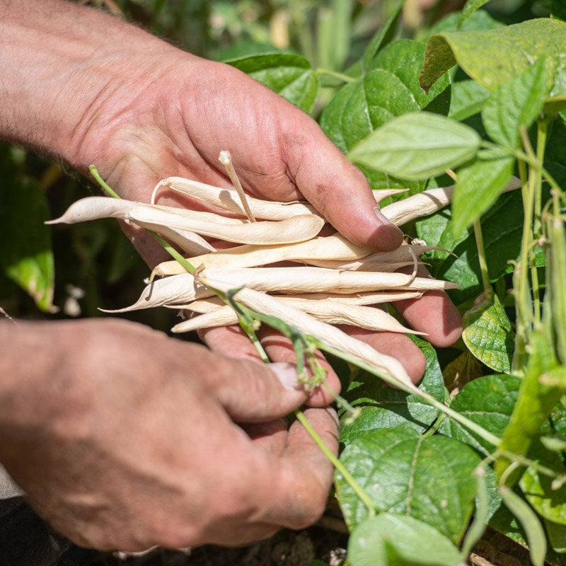 Haricot à Écosser Nain - Rognon de Coq