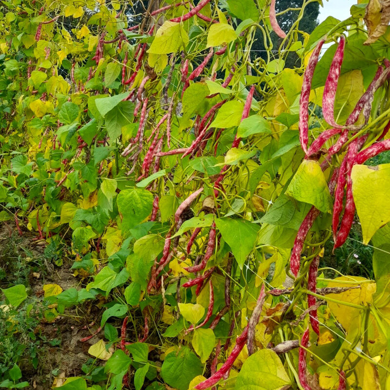 Haricot à Écosser à Rames - Borlotto