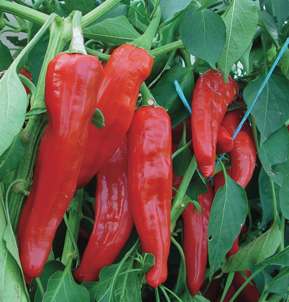 Piment Doux / Poivron - Italian Red Marconi