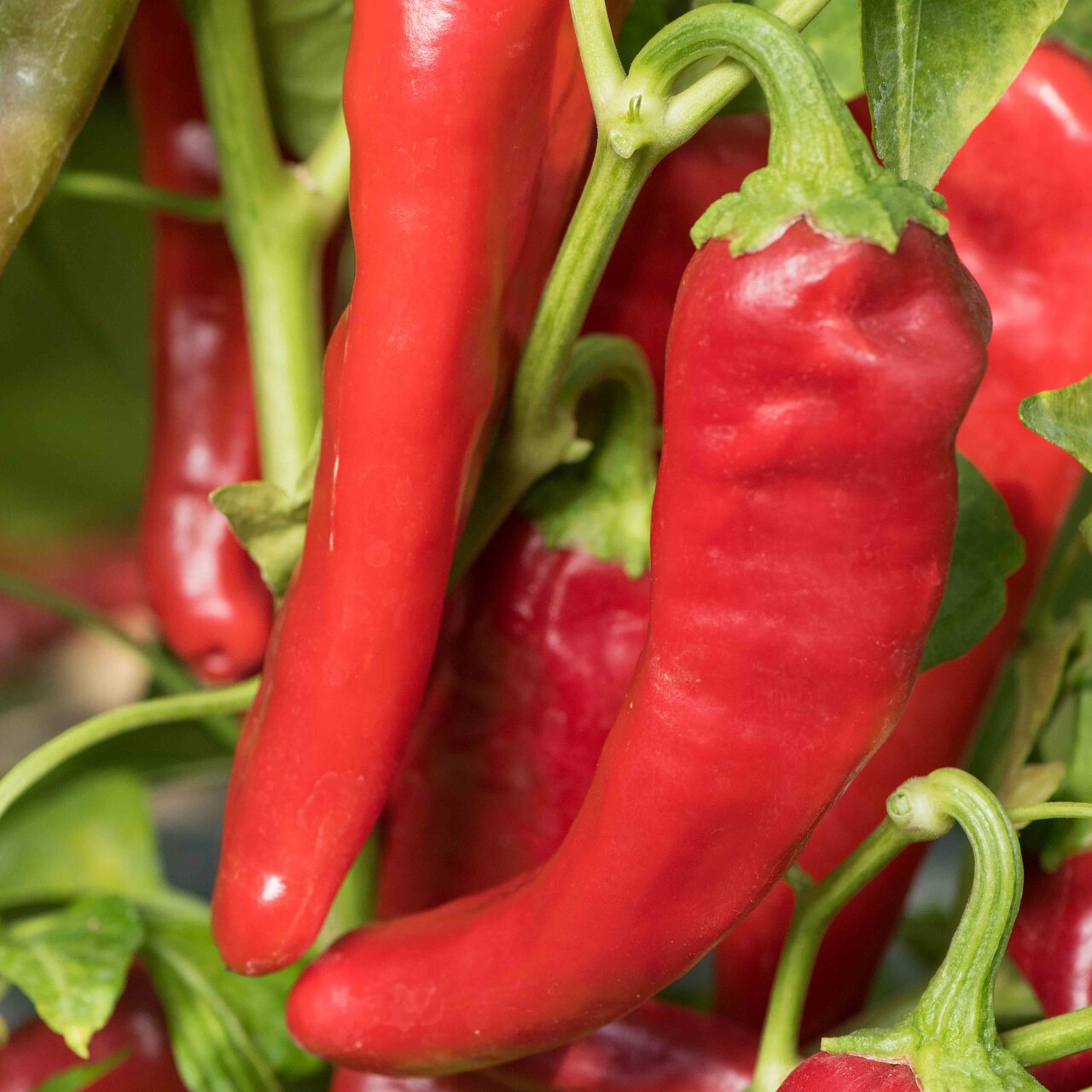 Piment Fort - Numex Espagnola | Association Kokopelli