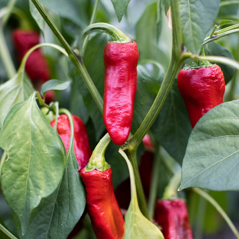 Piment Fort - D’Espelette / Gorria