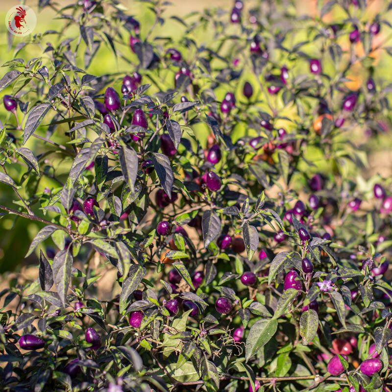 Piment Fort - Purple Delight