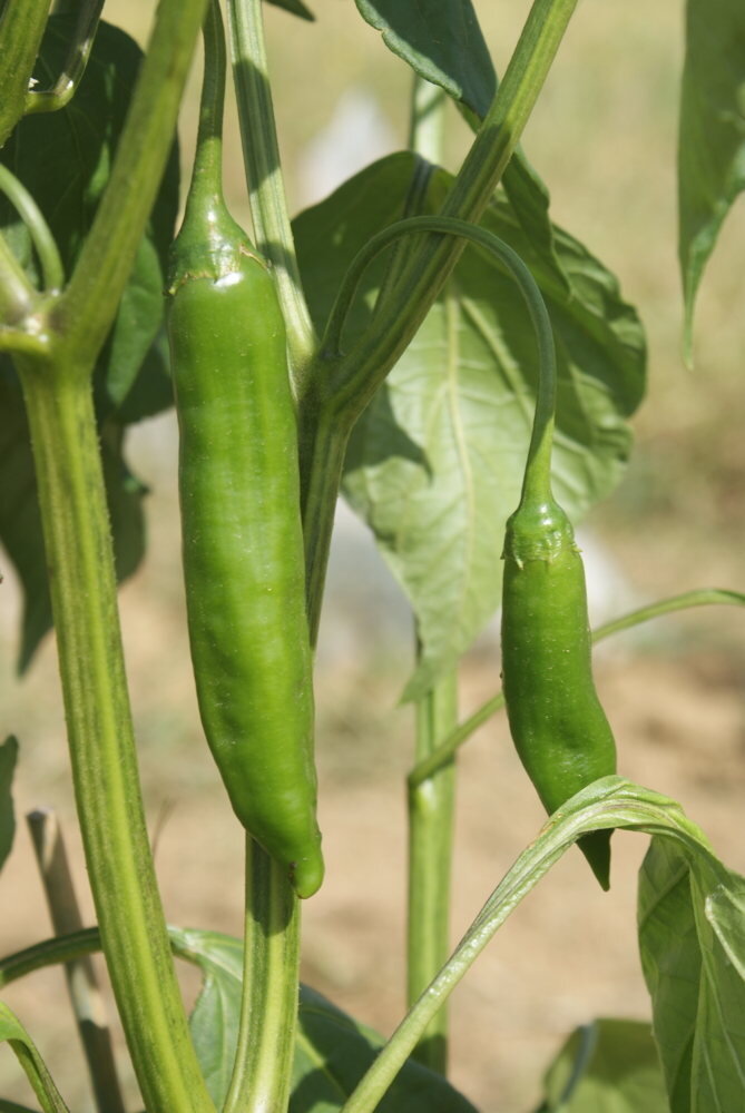 Piment Très Fort - Aji Yellow | Association Kokopelli