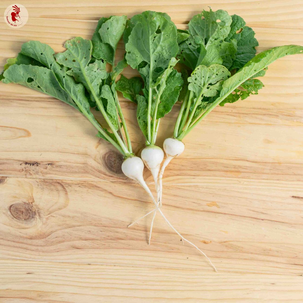 Radis Blanc Rond White Beauty