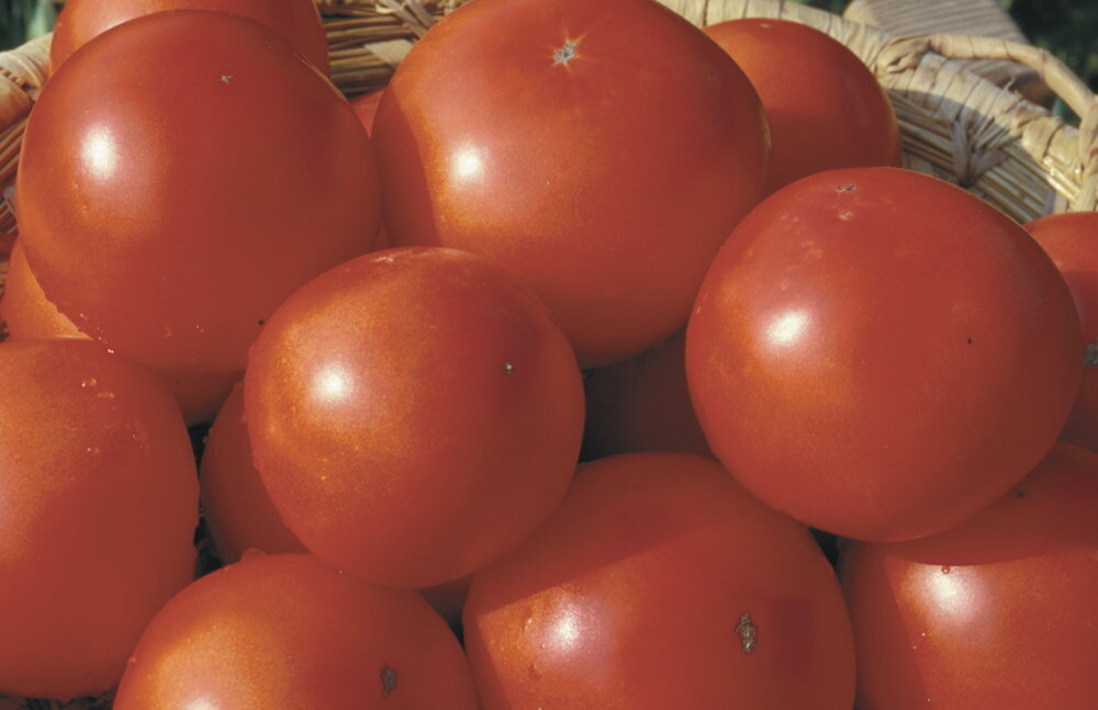 Tomate Rouge - Eros | Association Kokopelli