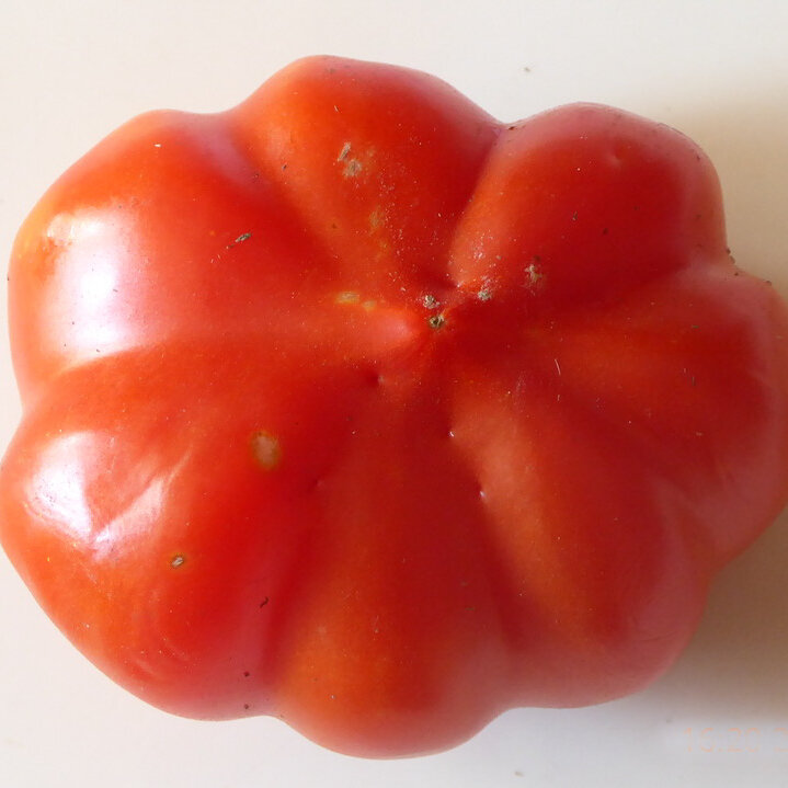 Tomate Rouge - Rosso Sicilian
