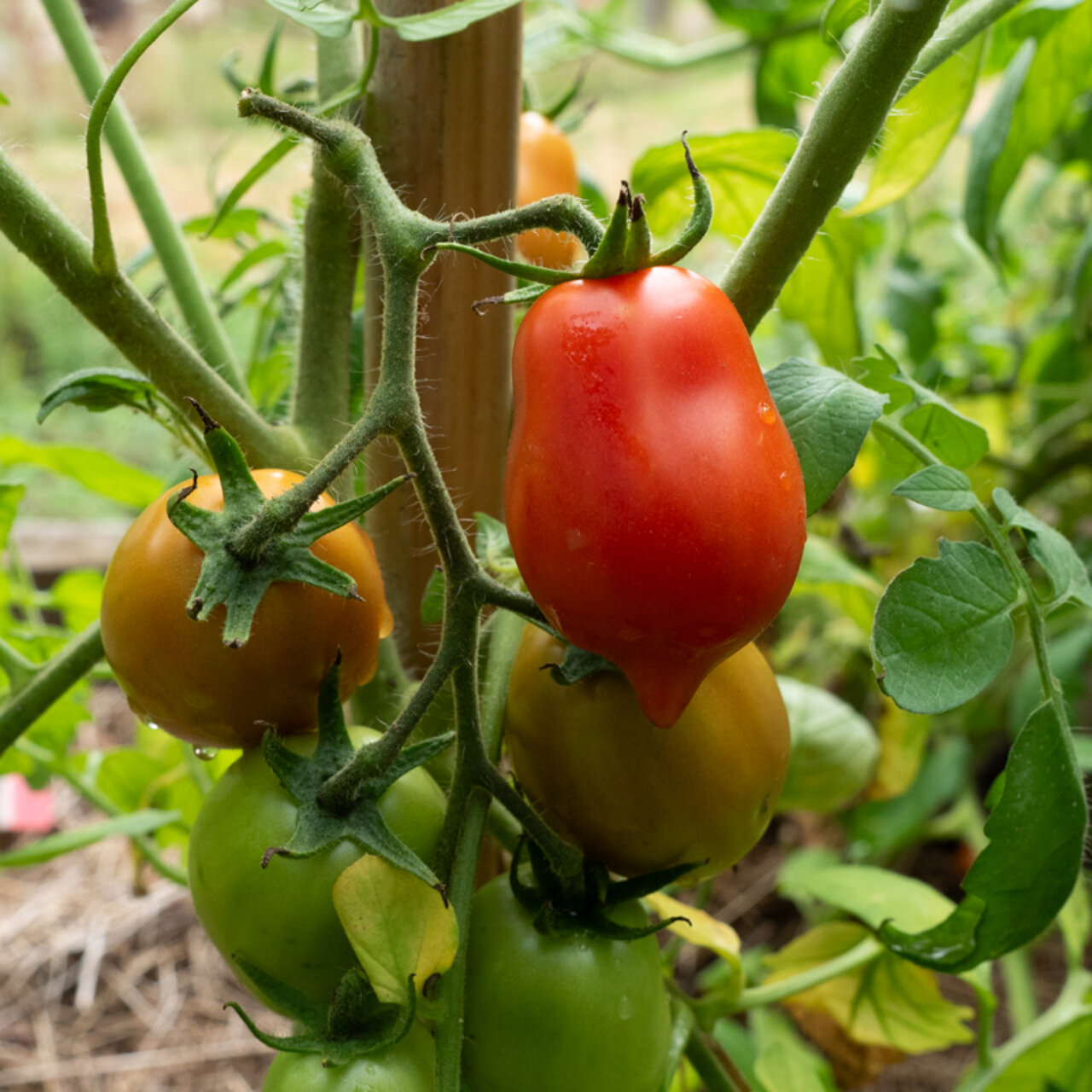 Tomate Rouge - Ropreco Paste | Association Kokopelli