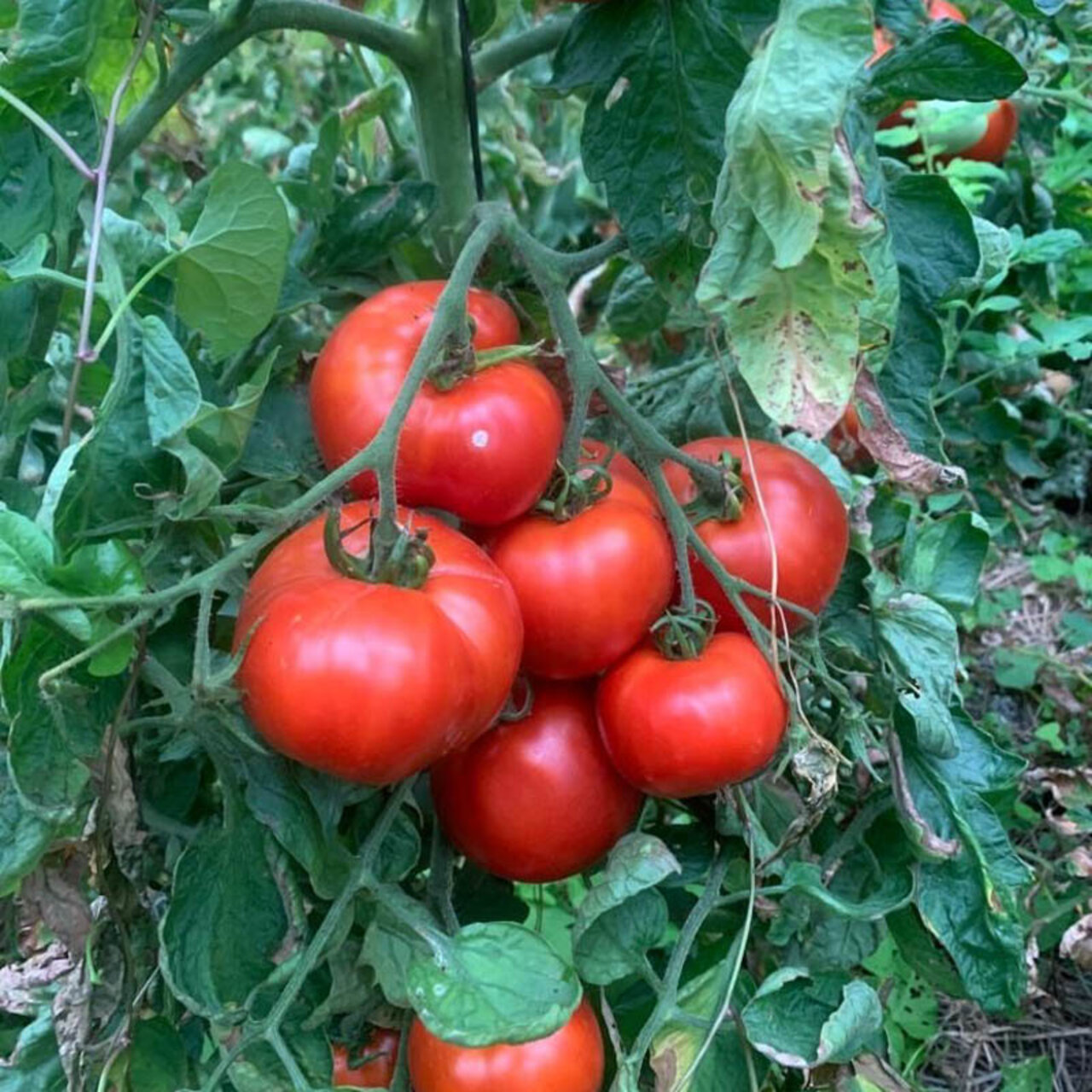 Tomate Rouge - Red Brandywine