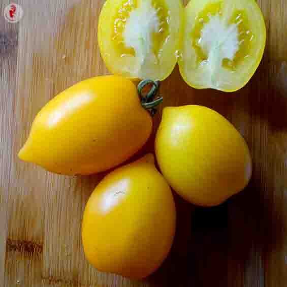 Tomate Jaune - Wonderlight | Association Kokopelli