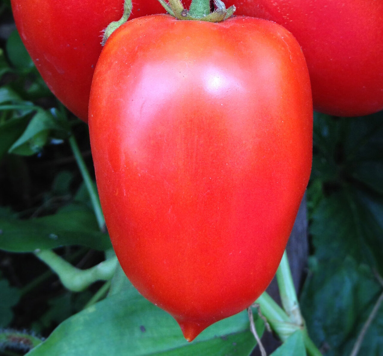 Tomate Rouge - Amish Paste | Association Kokopelli