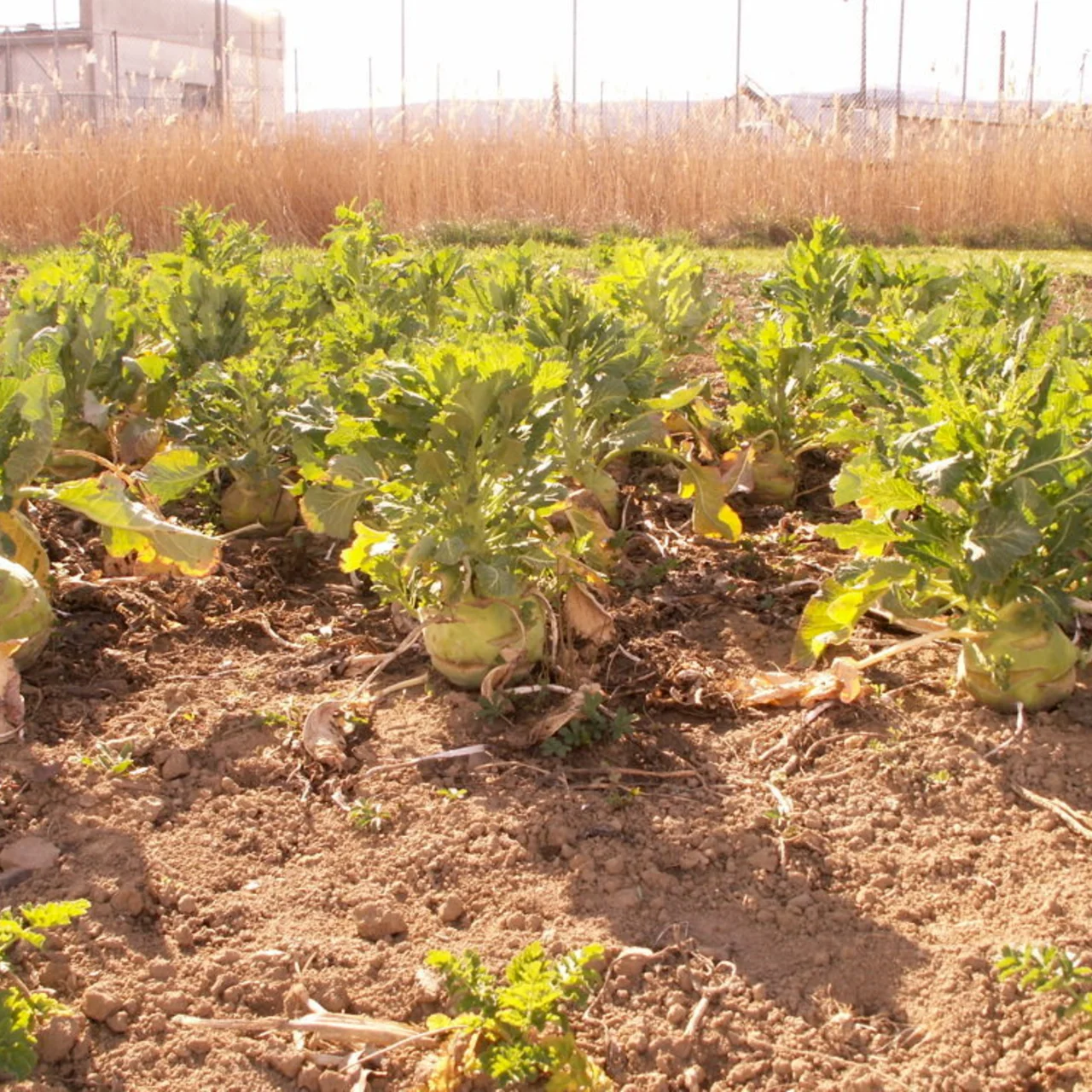 Choux-Raves - Superschmelz | Association Kokopelli