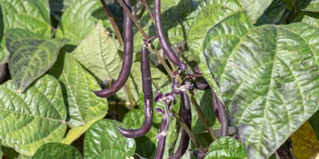 Quels haricots cultiver ? Types, variétés et conseils | Association ...