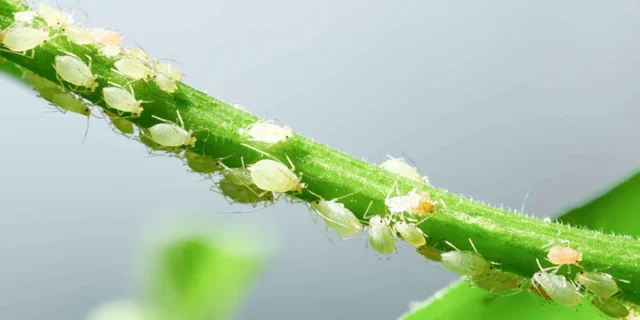 Comment éliminer les pucerons des tomates de manière naturelle et ...