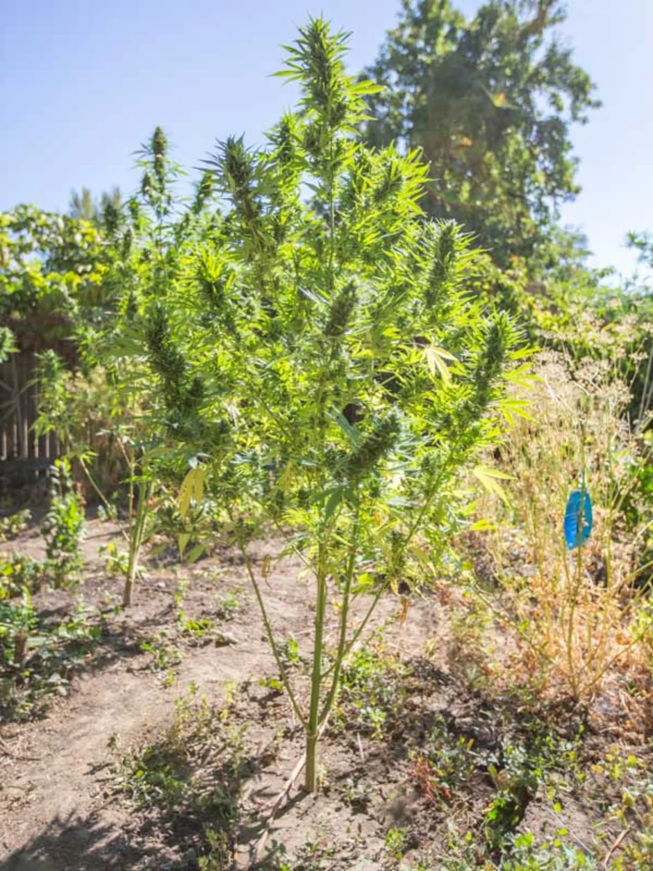 La culture du chanvre : une plante aux multiples usages | Association ...