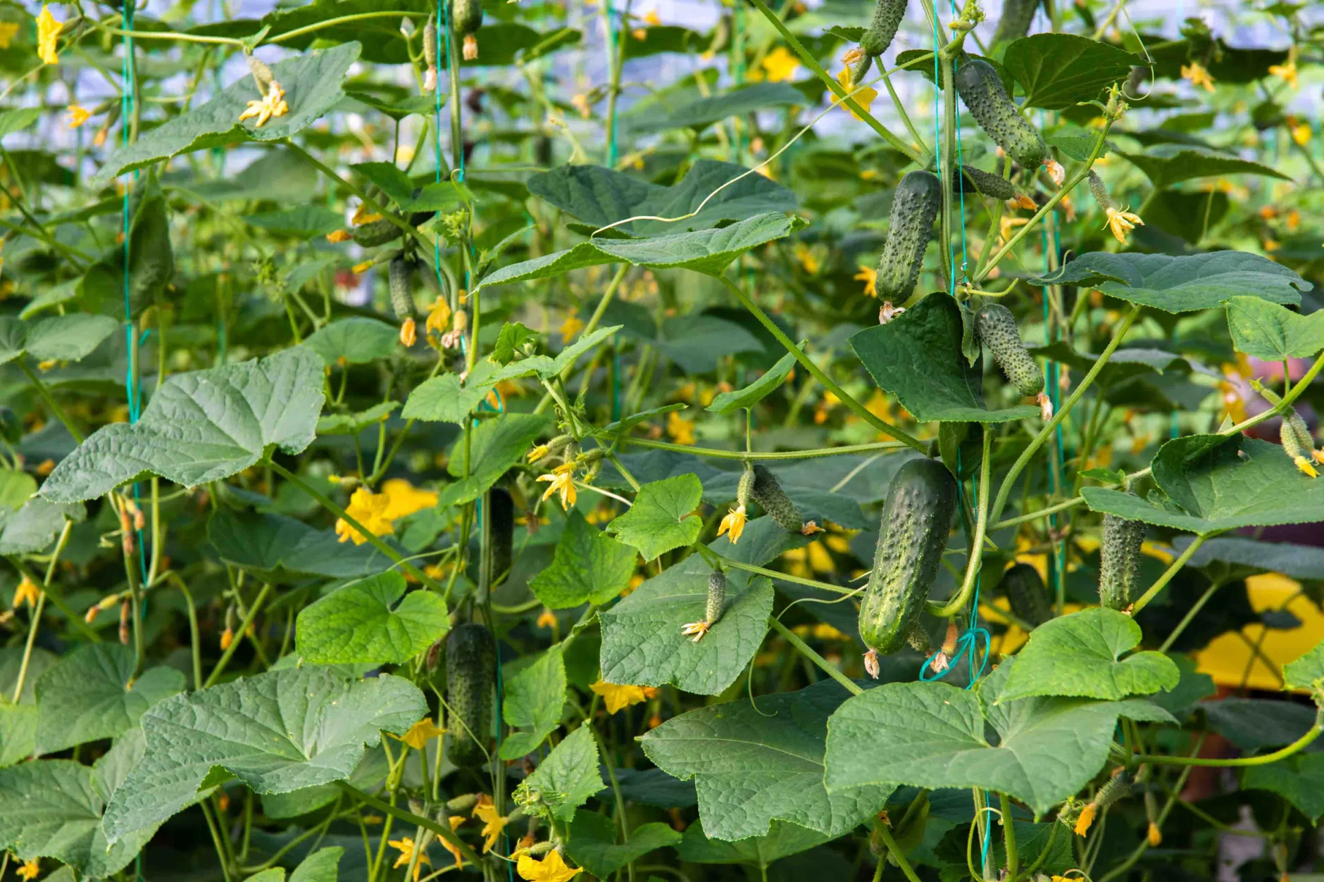 Réussir la culture du Cornichon | Association Kokopelli