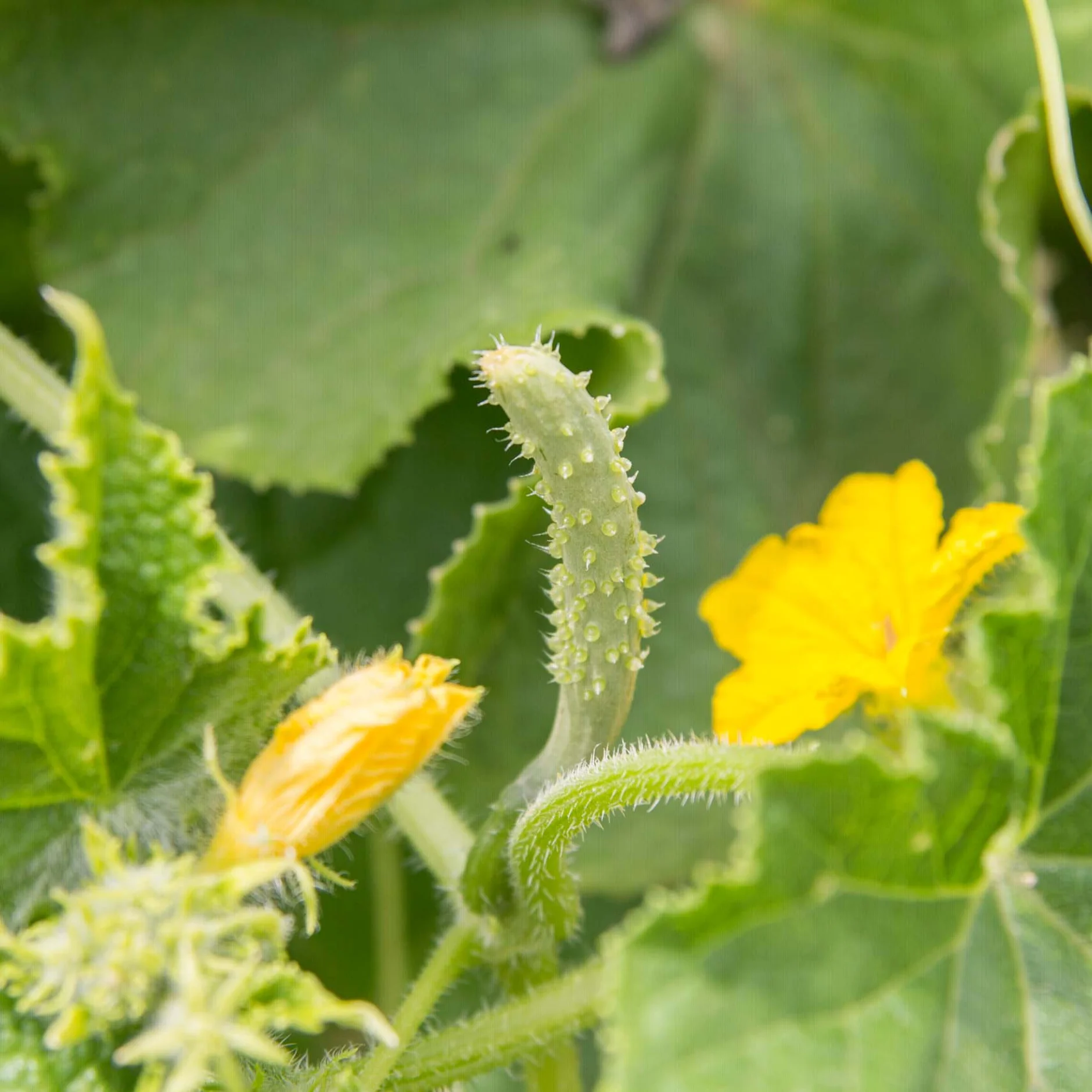 Réussir la culture du Cornichon | Association Kokopelli