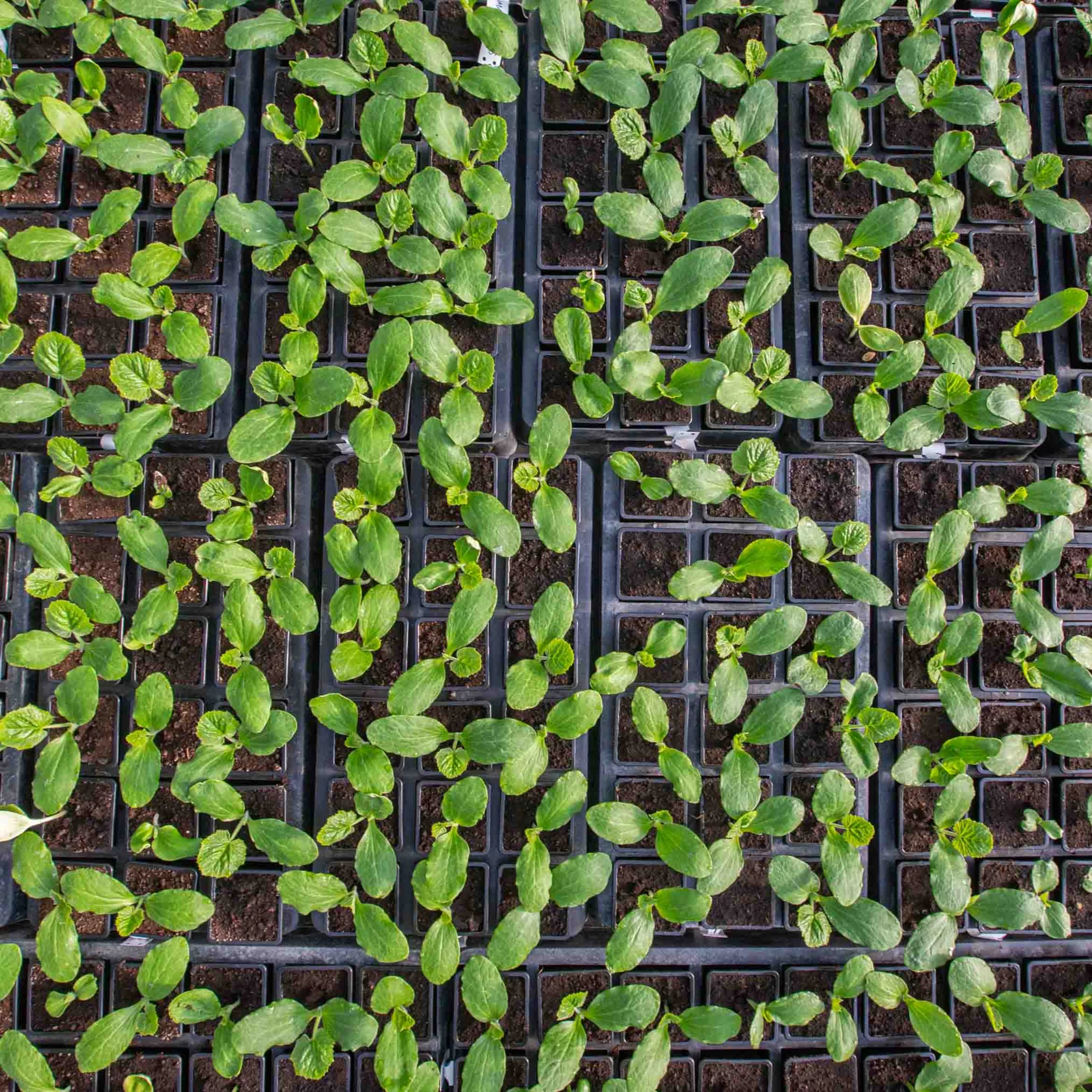 Réussir la culture du Cornichon | Association Kokopelli