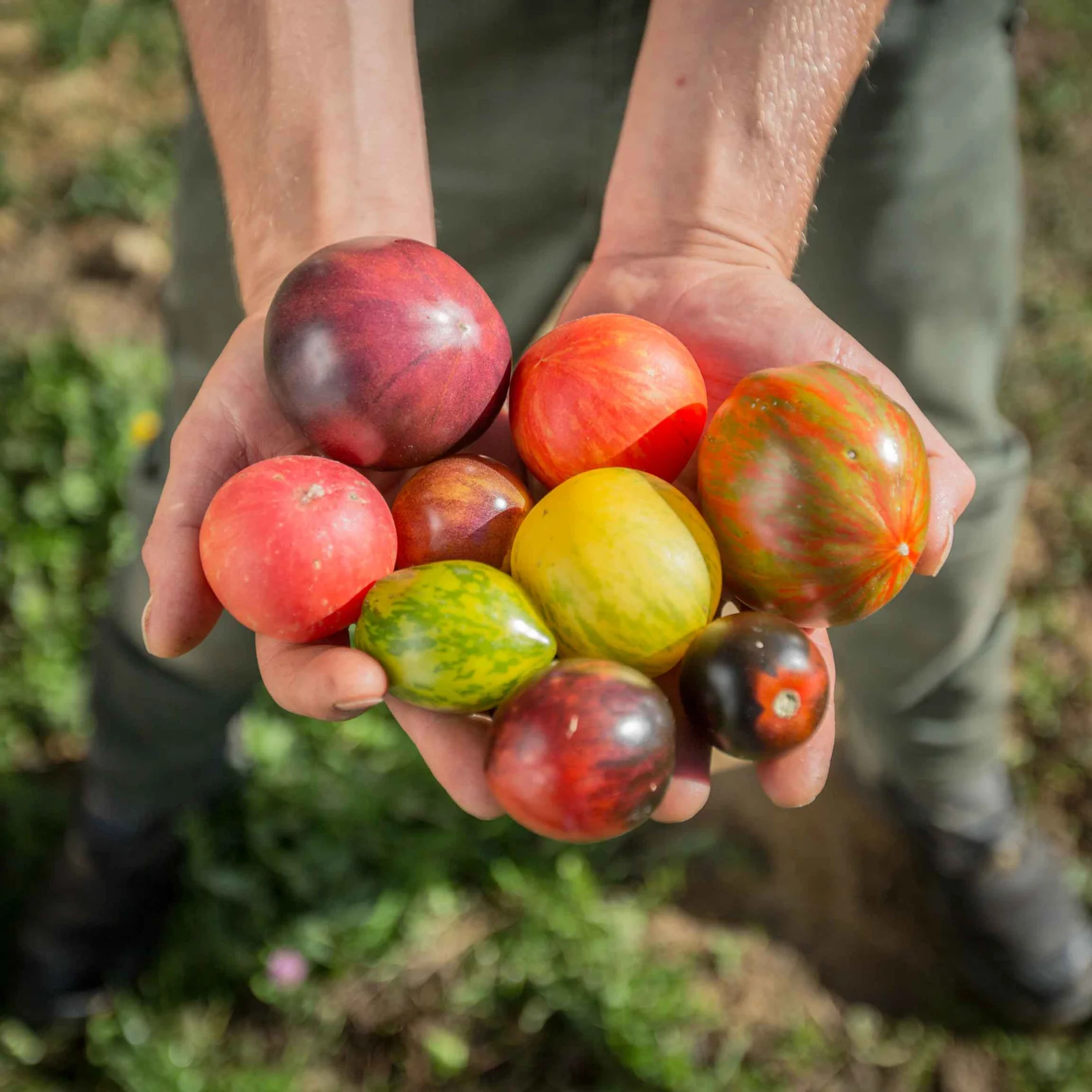 Réussir la culture de la Tomate | Association Kokopelli