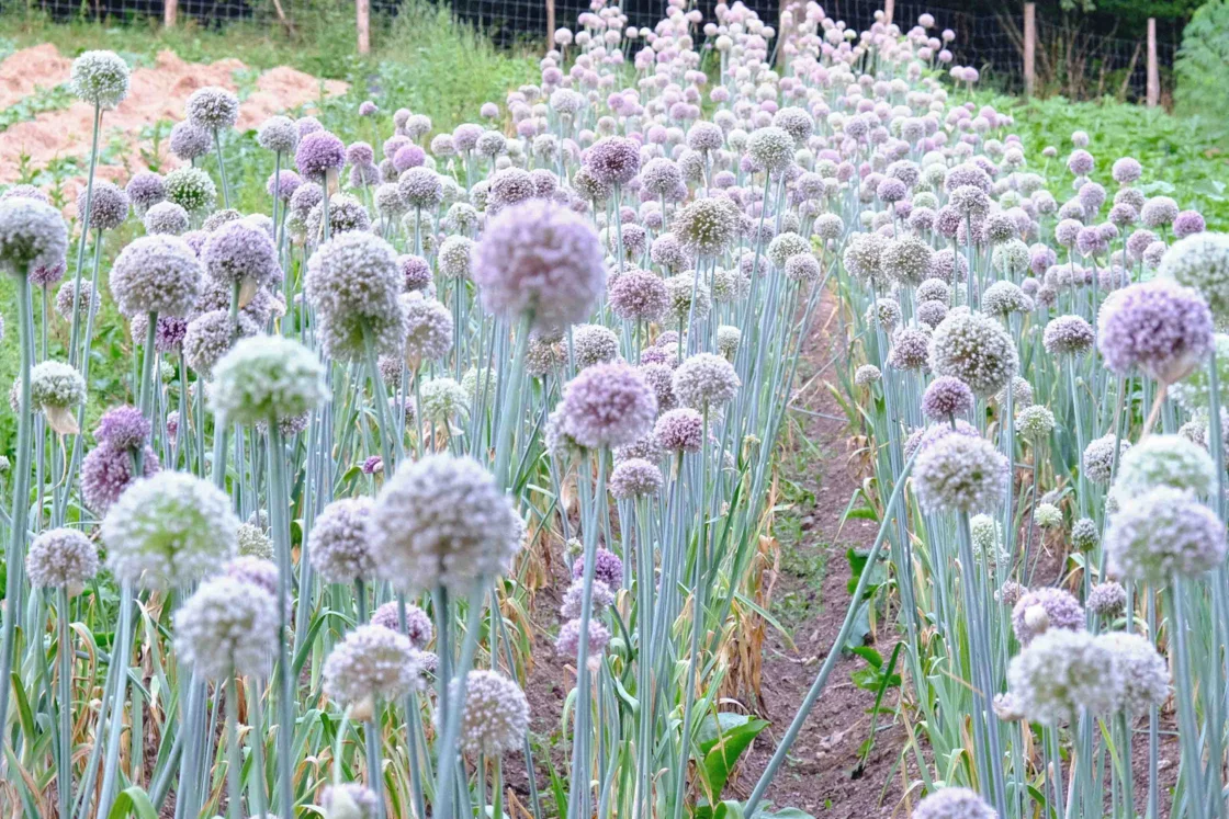 Réussir la culture de l'Ail | Association Kokopelli