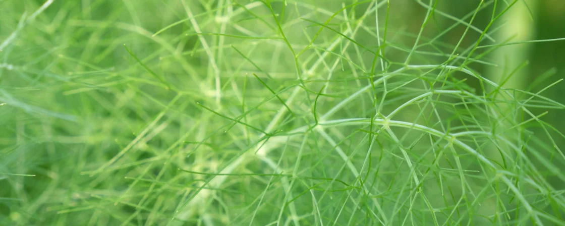 Réussir la culture de l'Aneth | Association Kokopelli