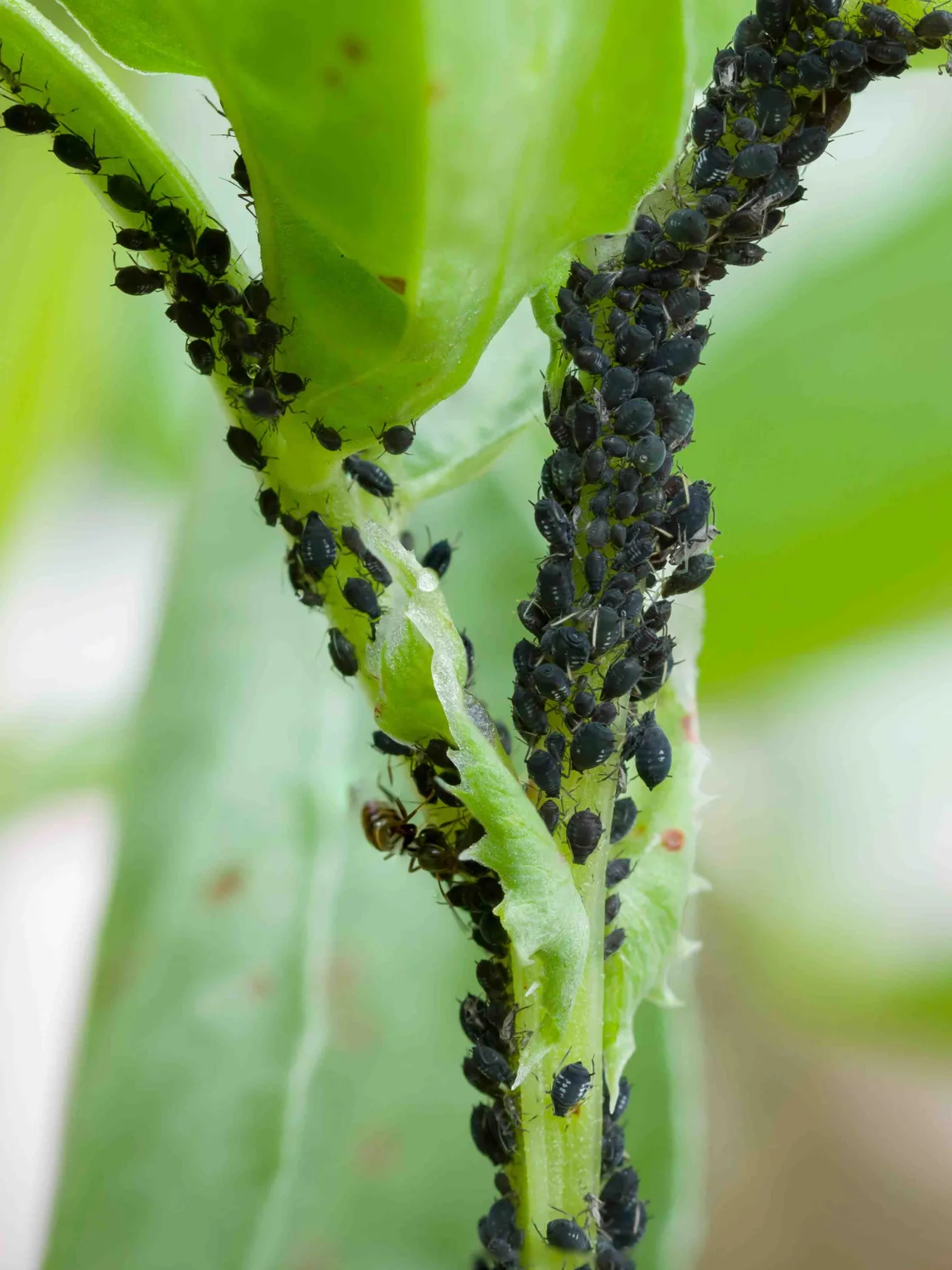 Comment éliminer les pucerons des tomates de manière naturelle et ...