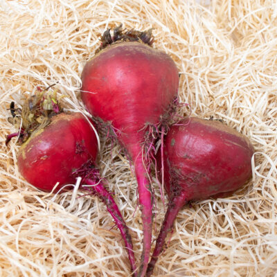 Betterave De Chioggia Rose Blanche | Association Kokopelli