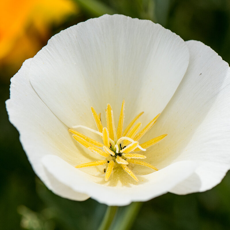 Coquelicots de Californie - White Linen | Association Kokopelli