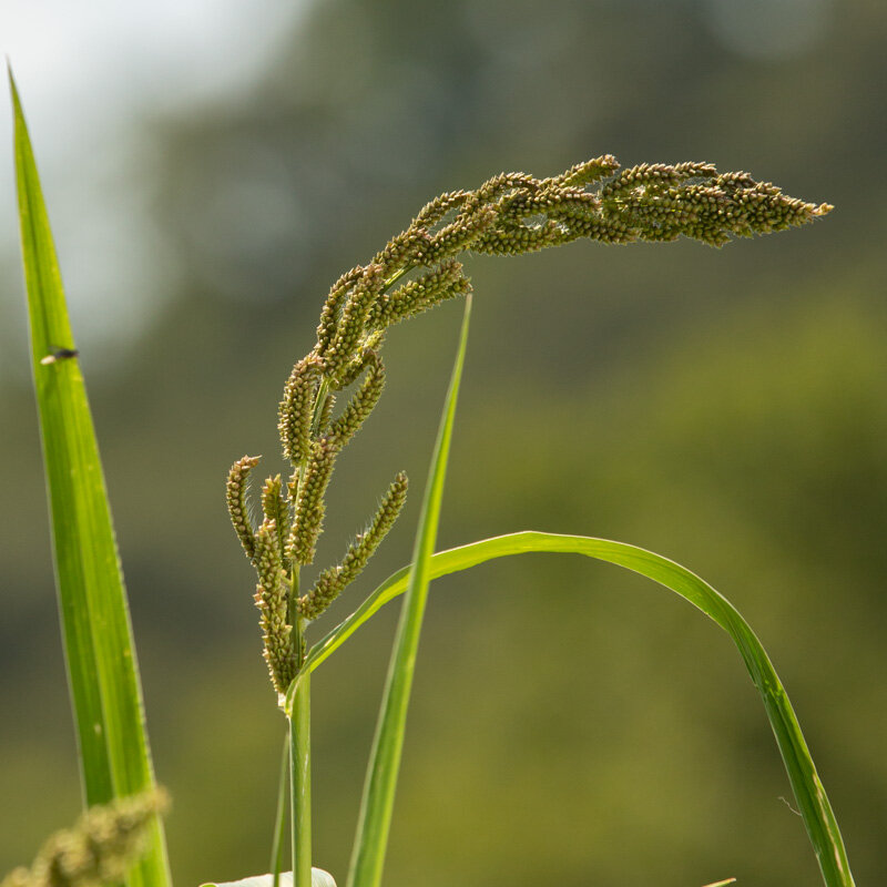 Millets - Japonais | Association Kokopelli