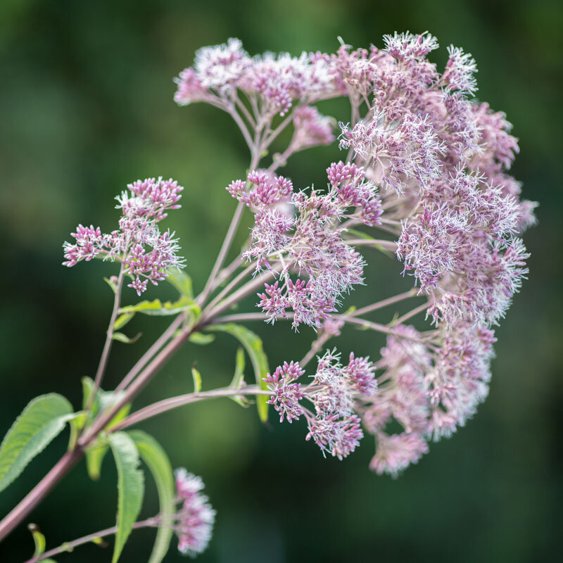 Eupatorium - Eupatorium purpureum - Association Kokopelli