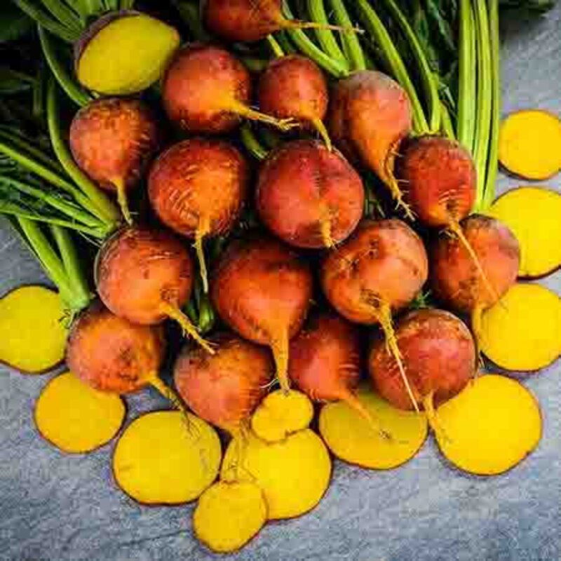 Betterave Jaune - Golden Tankard | Association Kokopelli