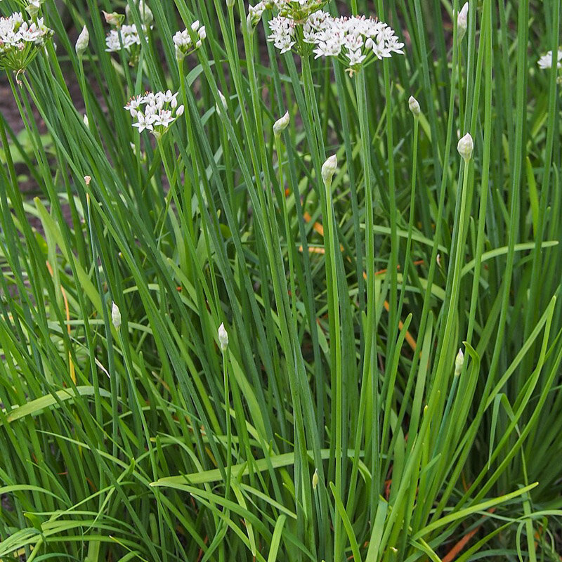 Ciboule de Chine | Association Kokopelli