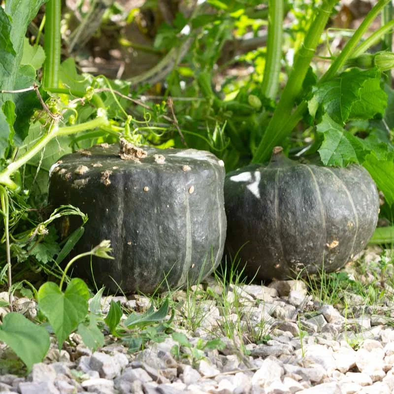 Courges maxima - Buttercup Burgess | Association Kokopelli