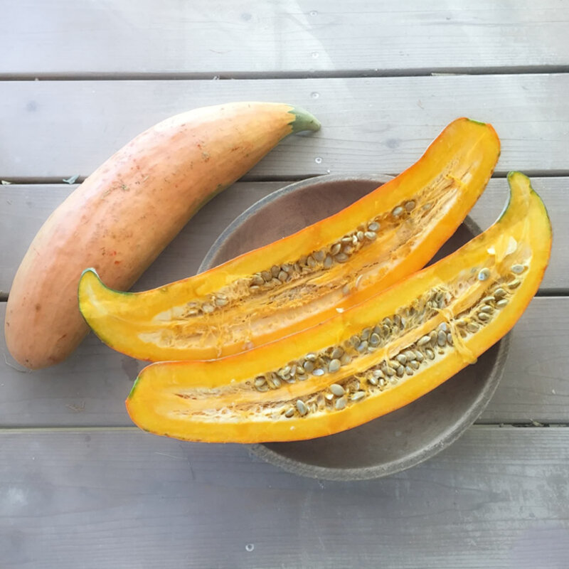 Courges Maxima - Georgia Rooster | Association Kokopelli